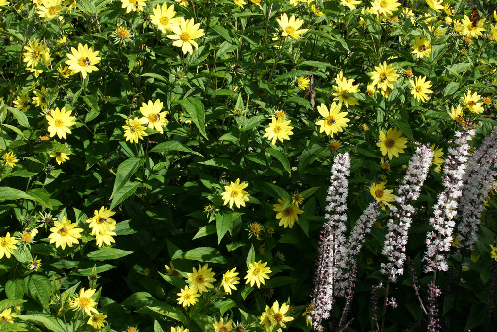 Helianthus 'Lemon Queen' – Ballyrobert Gardens
