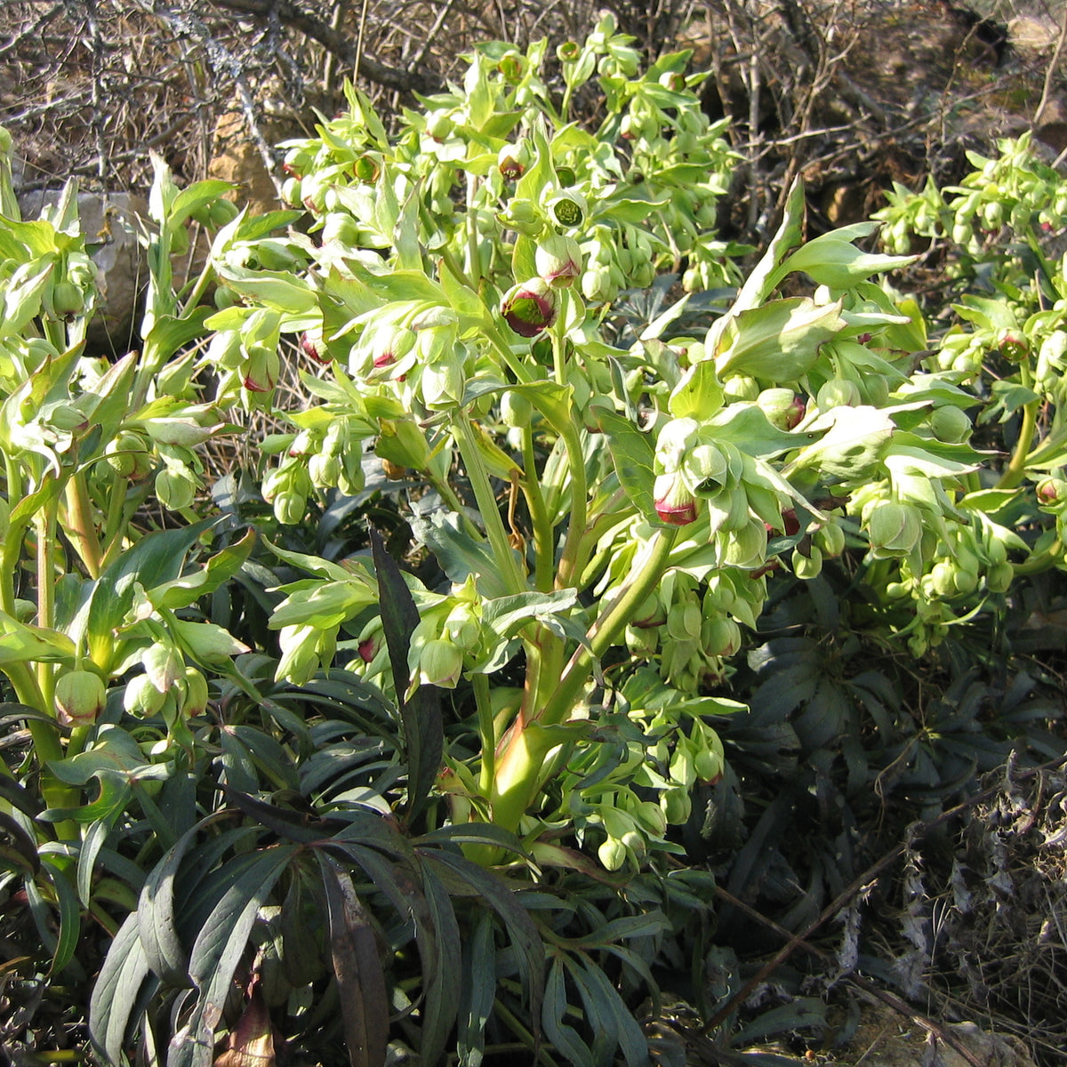 Helleborus foetidus – Ballyrobert Gardens