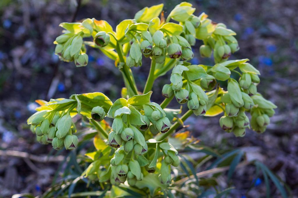 Helleborus foetidus – Ballyrobert Gardens