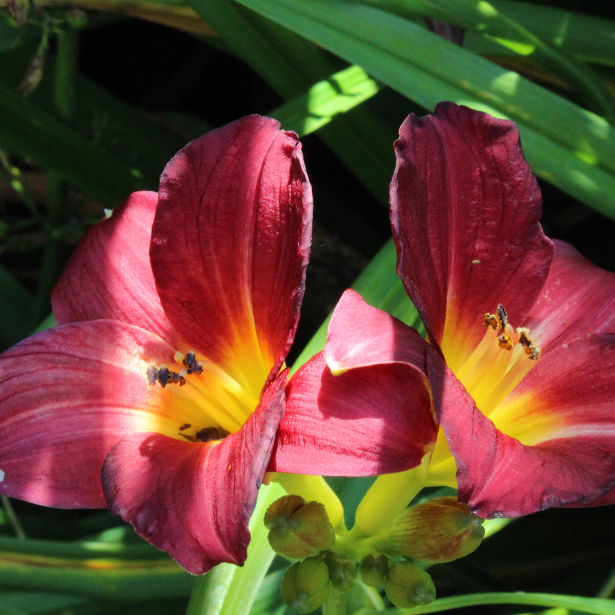 Hemerocallis 'Pardon Me' – Ballyrobert Gardens