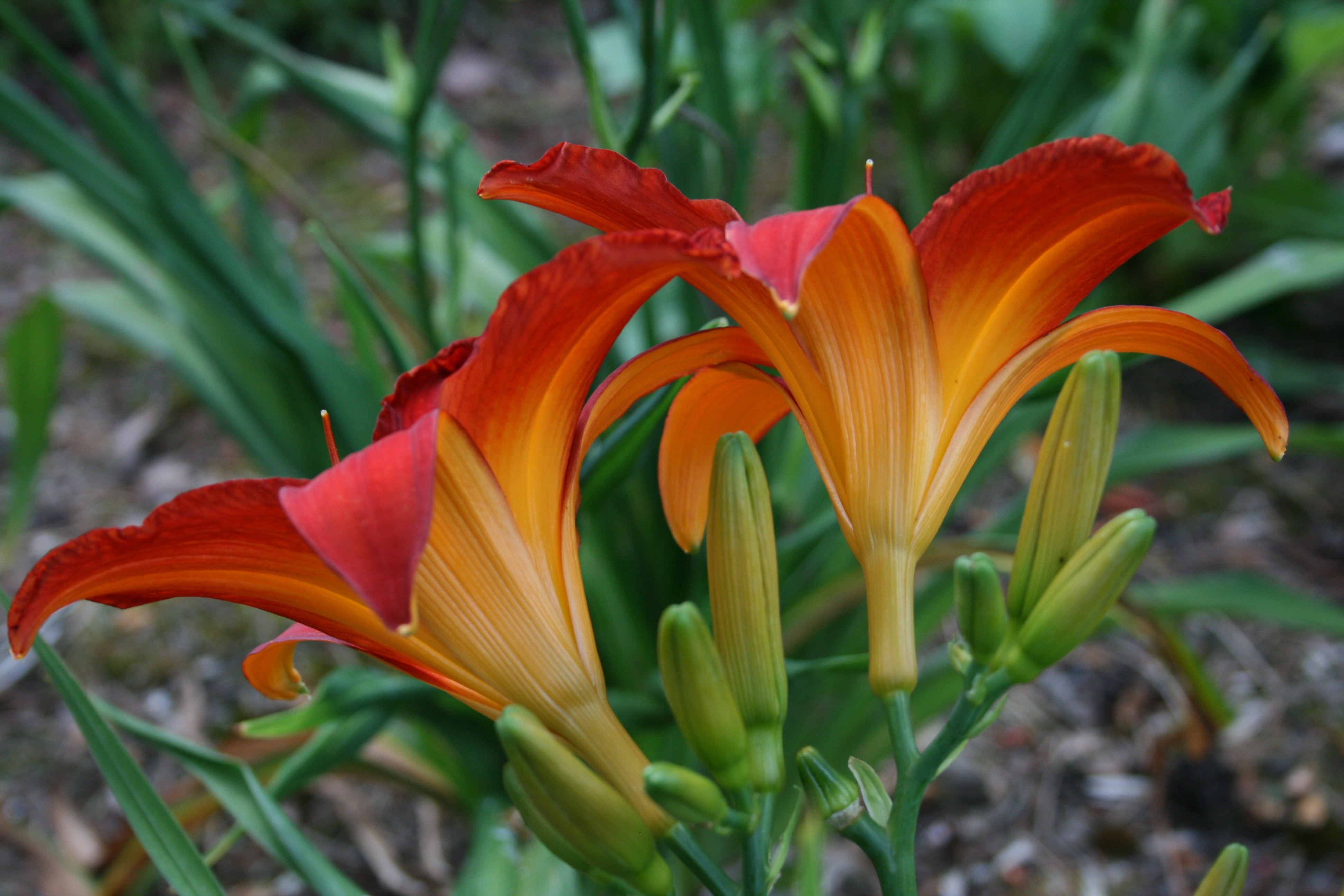 Hemerocallis 'Red Precious' – Ballyrobert Gardens