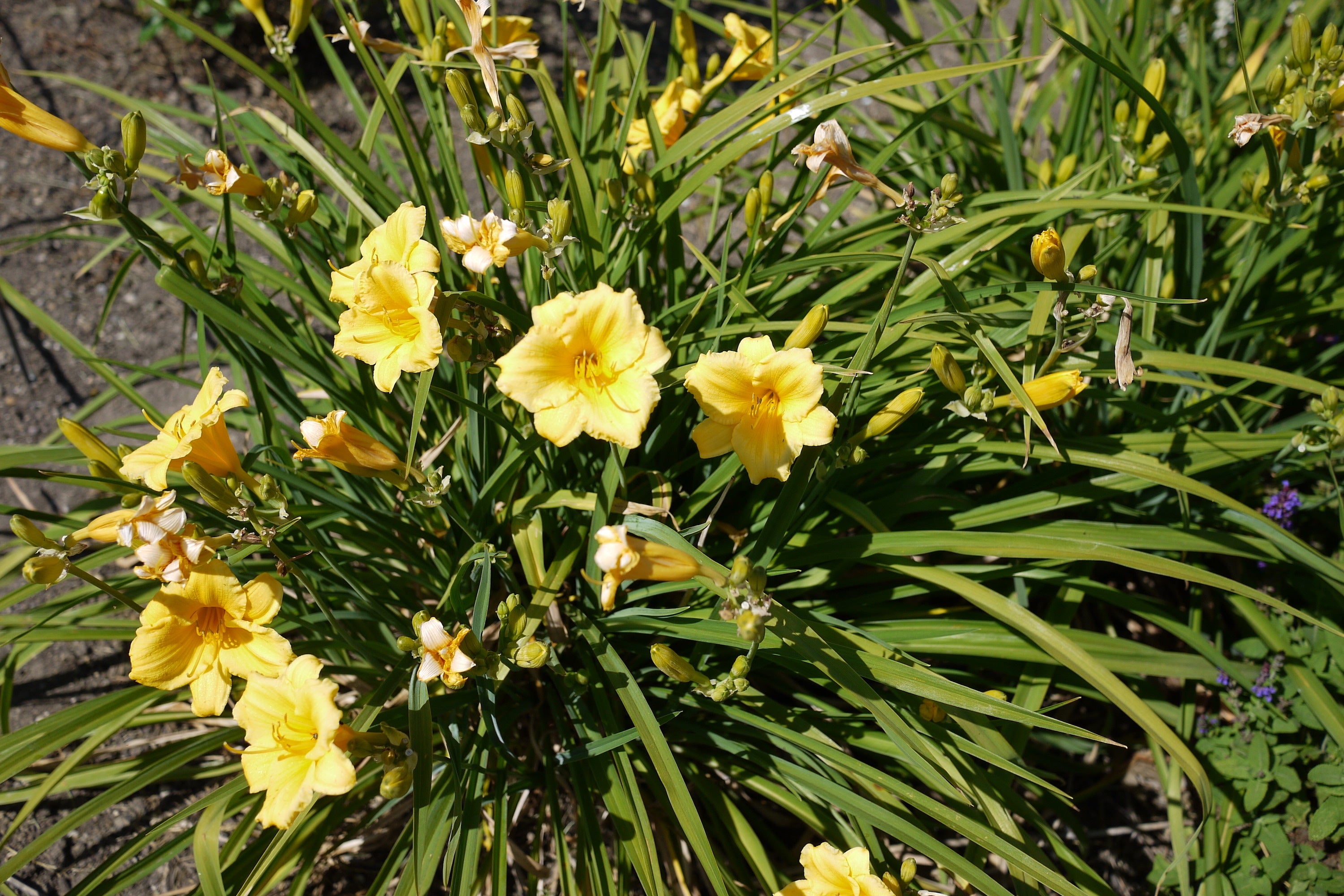 Hemerocallis 'Stella de Oro' – Ballyrobert Gardens