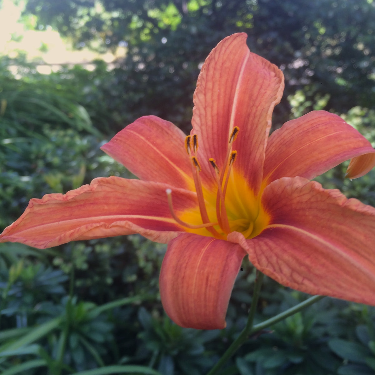 Hemerocallis fulva – Ballyrobert Gardens