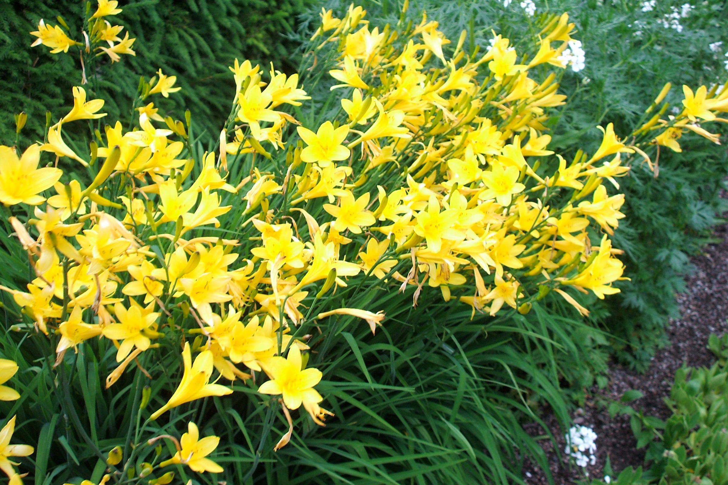 Hemerocallis lilioasphodelus – Ballyrobert Gardens