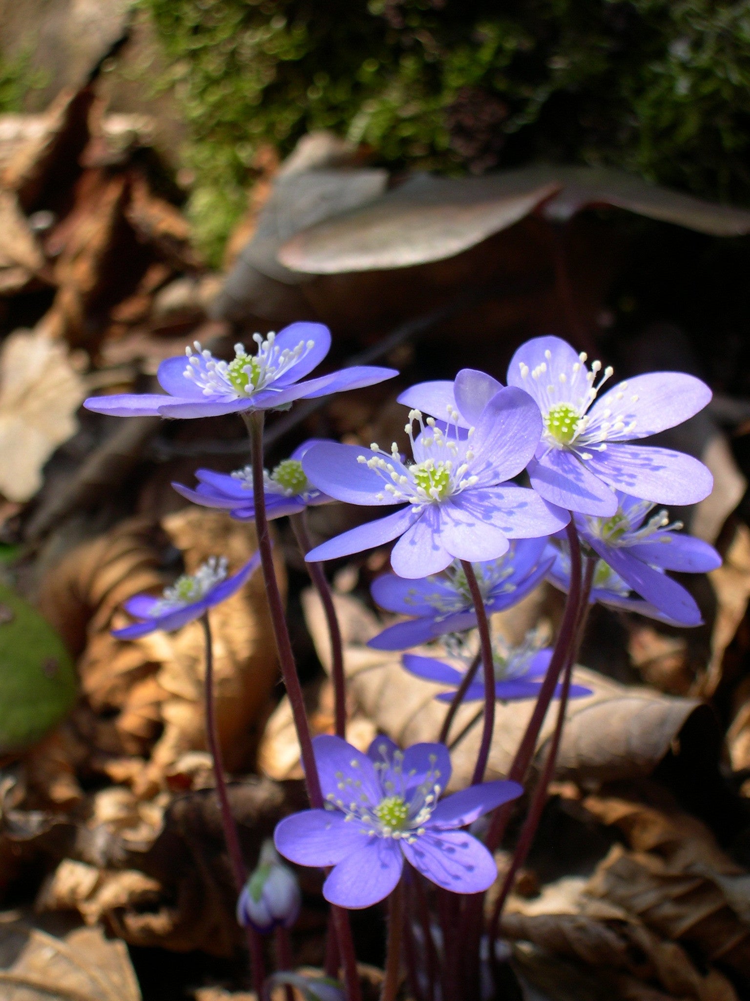 Hepatica nobilis – Ballyrobert Gardens