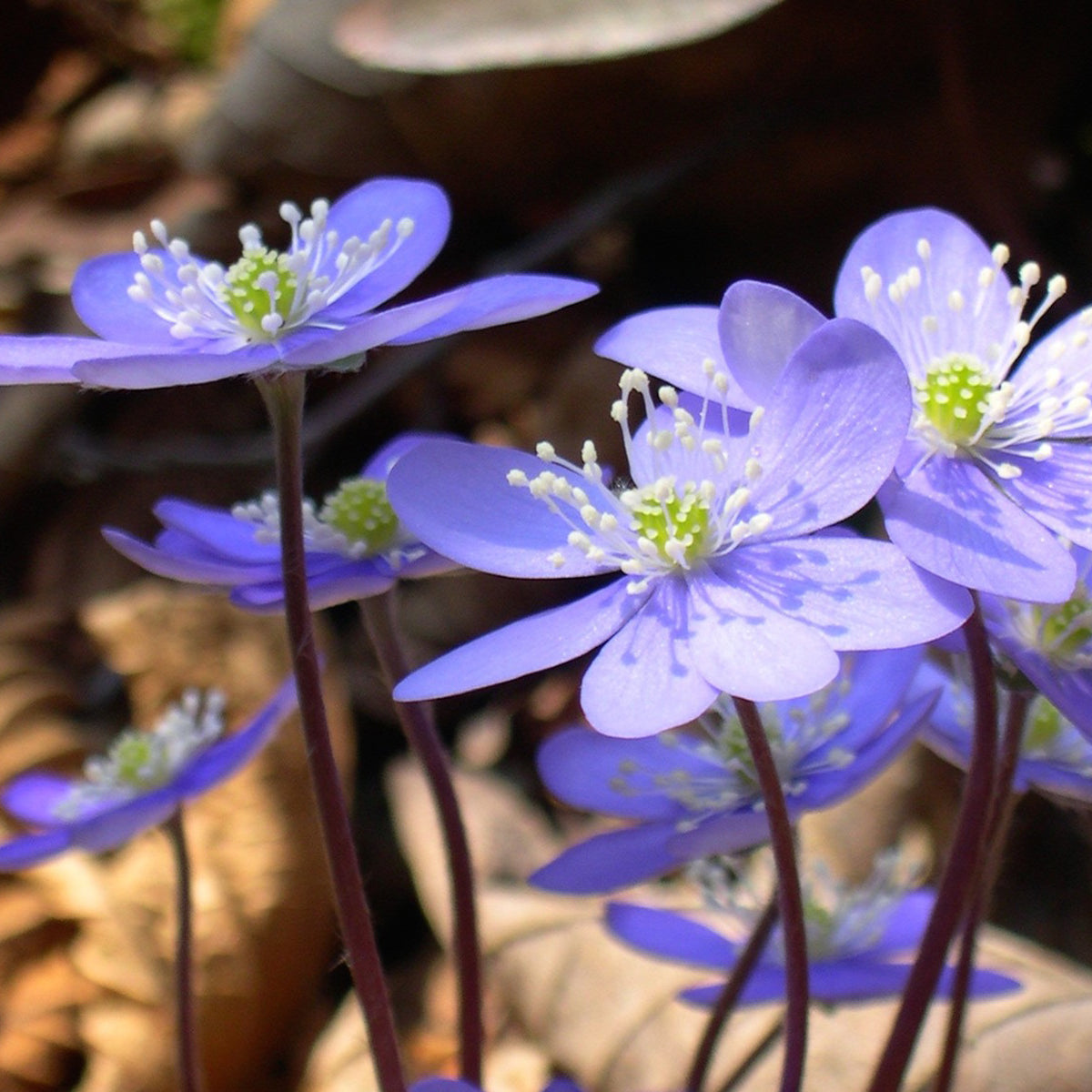 Hepatica nobilis – Ballyrobert Gardens