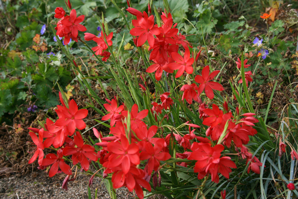 Hesperantha coccinea 'Red Dragon' – Ballyrobert Gardens