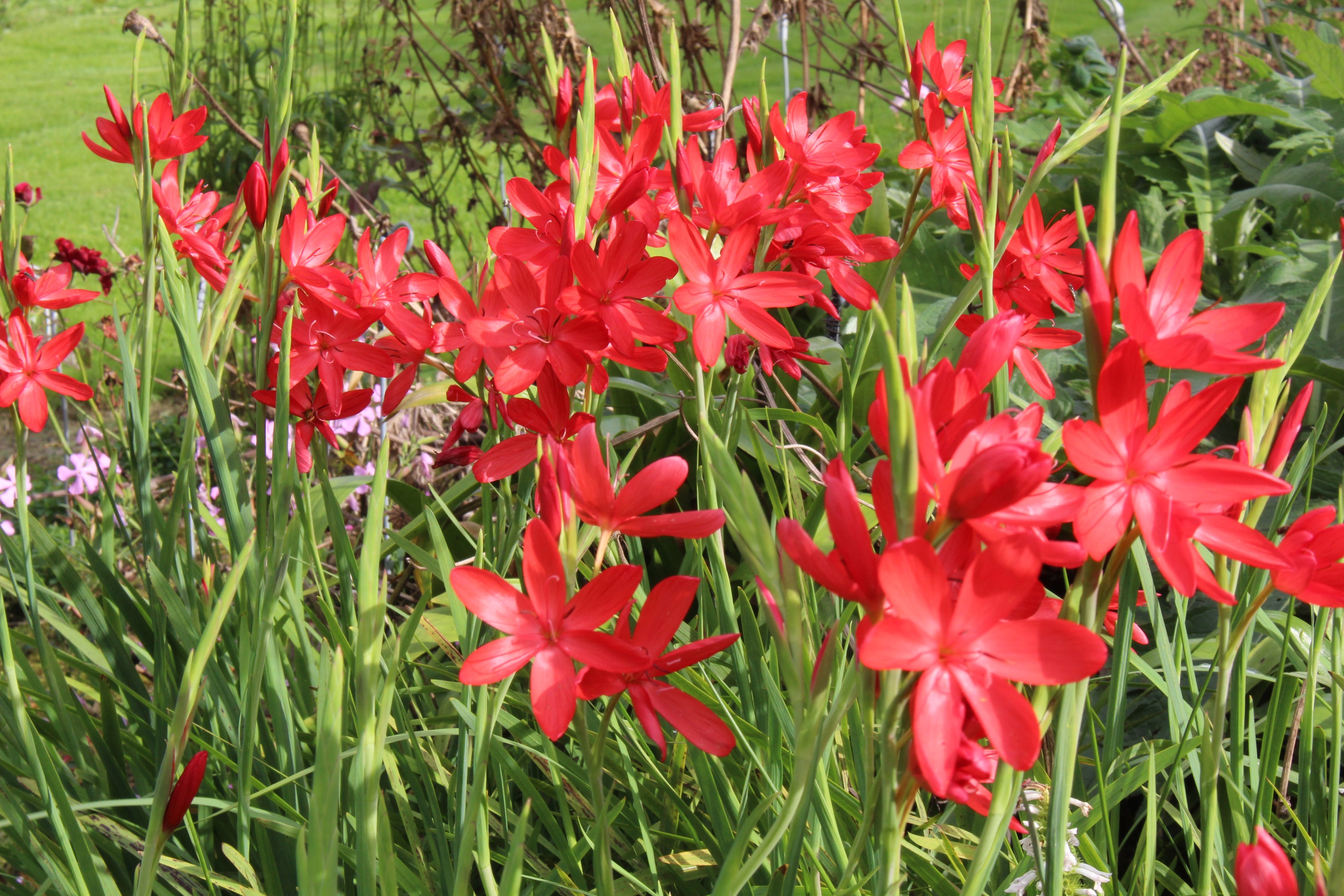 Hesperantha coccinea 'Red Dragon' – Ballyrobert Gardens