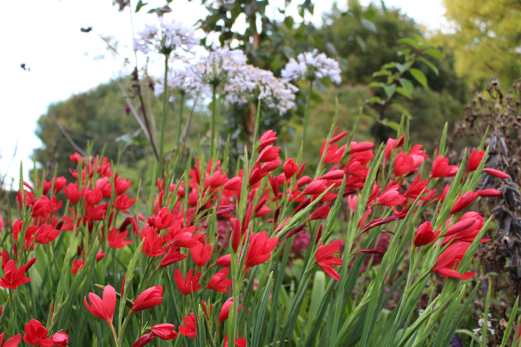 Hesperantha coccinea 'Red Dragon' – Ballyrobert Gardens
