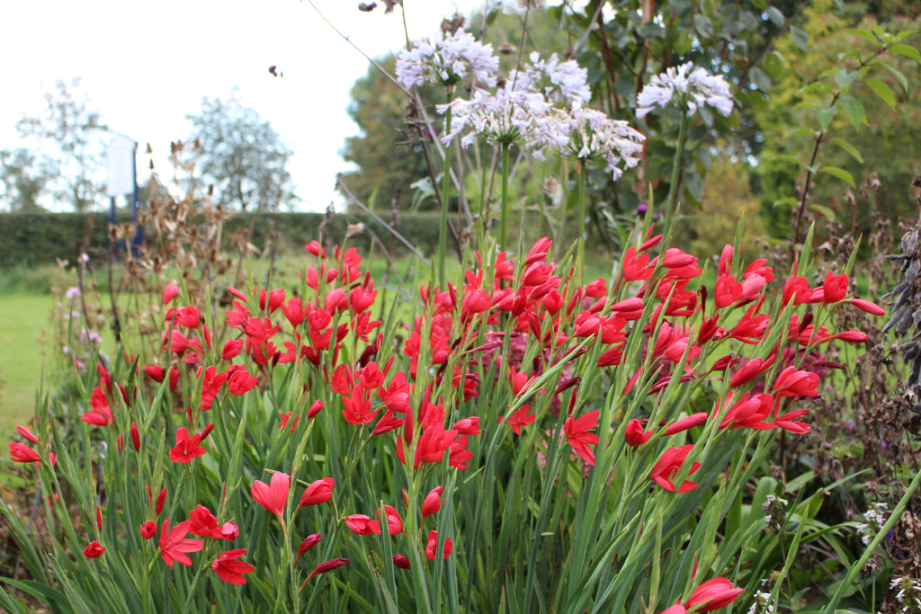 Hesperantha coccinea 'Red Dragon' – Ballyrobert Gardens