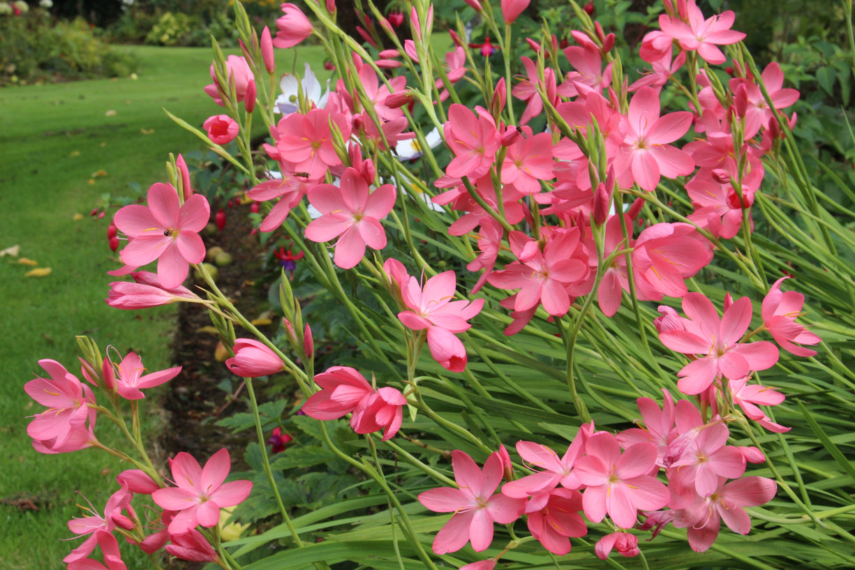 Hesperantha coccinea 'Sunrise' – Ballyrobert Gardens