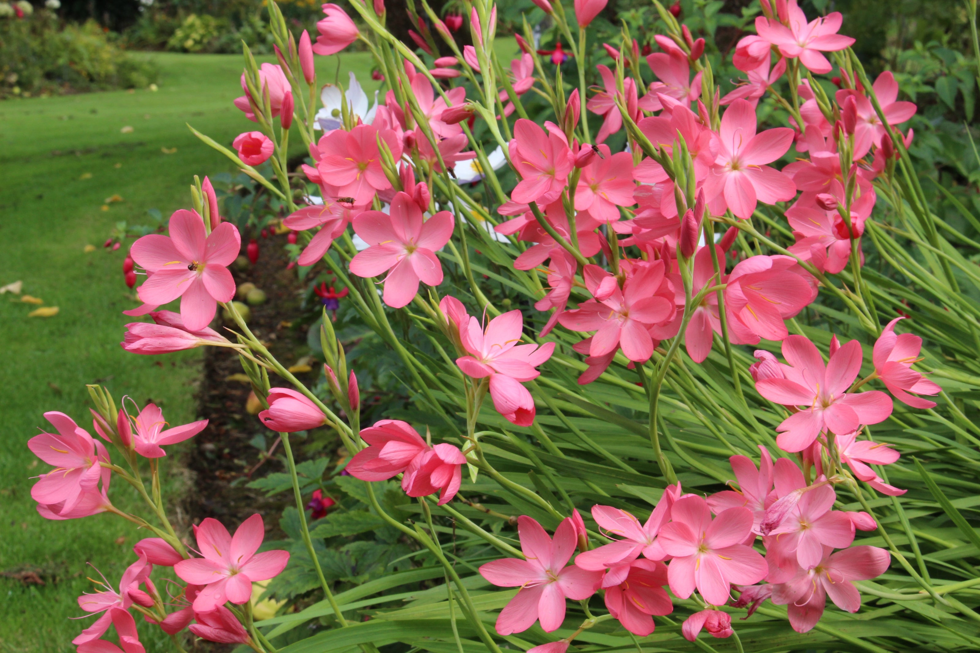 Hesperantha coccinea 'Sunrise' – Ballyrobert Gardens