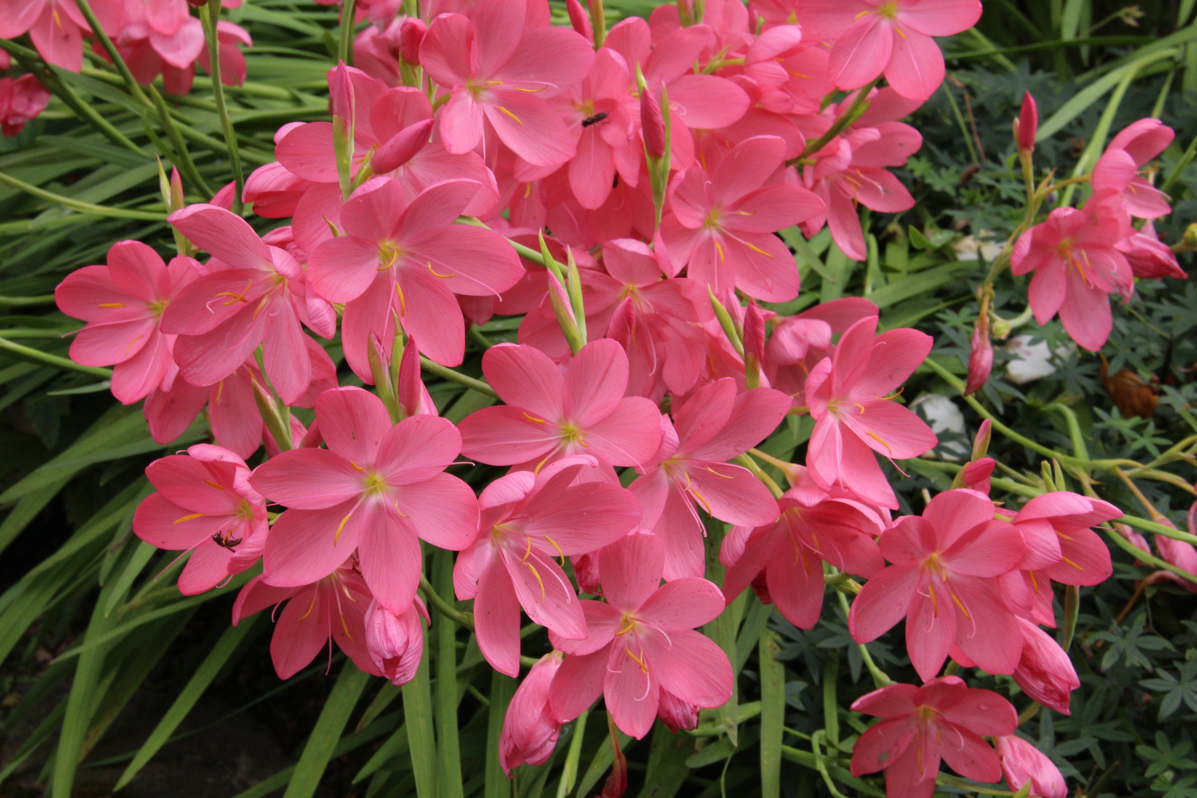 Hesperantha coccinea 'Sunrise' – Ballyrobert Gardens