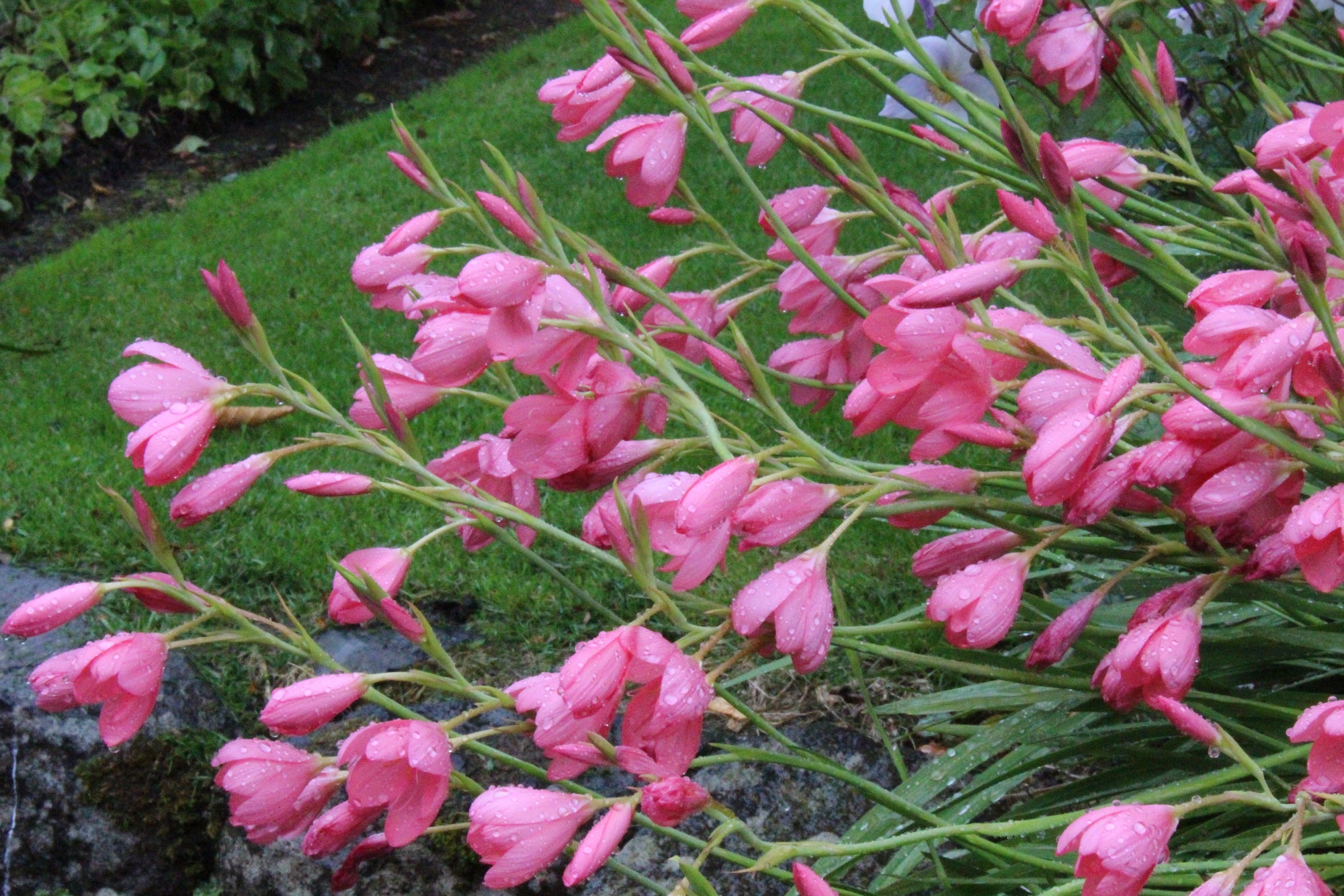 Hesperantha coccinea 'Sunrise' – Ballyrobert Gardens