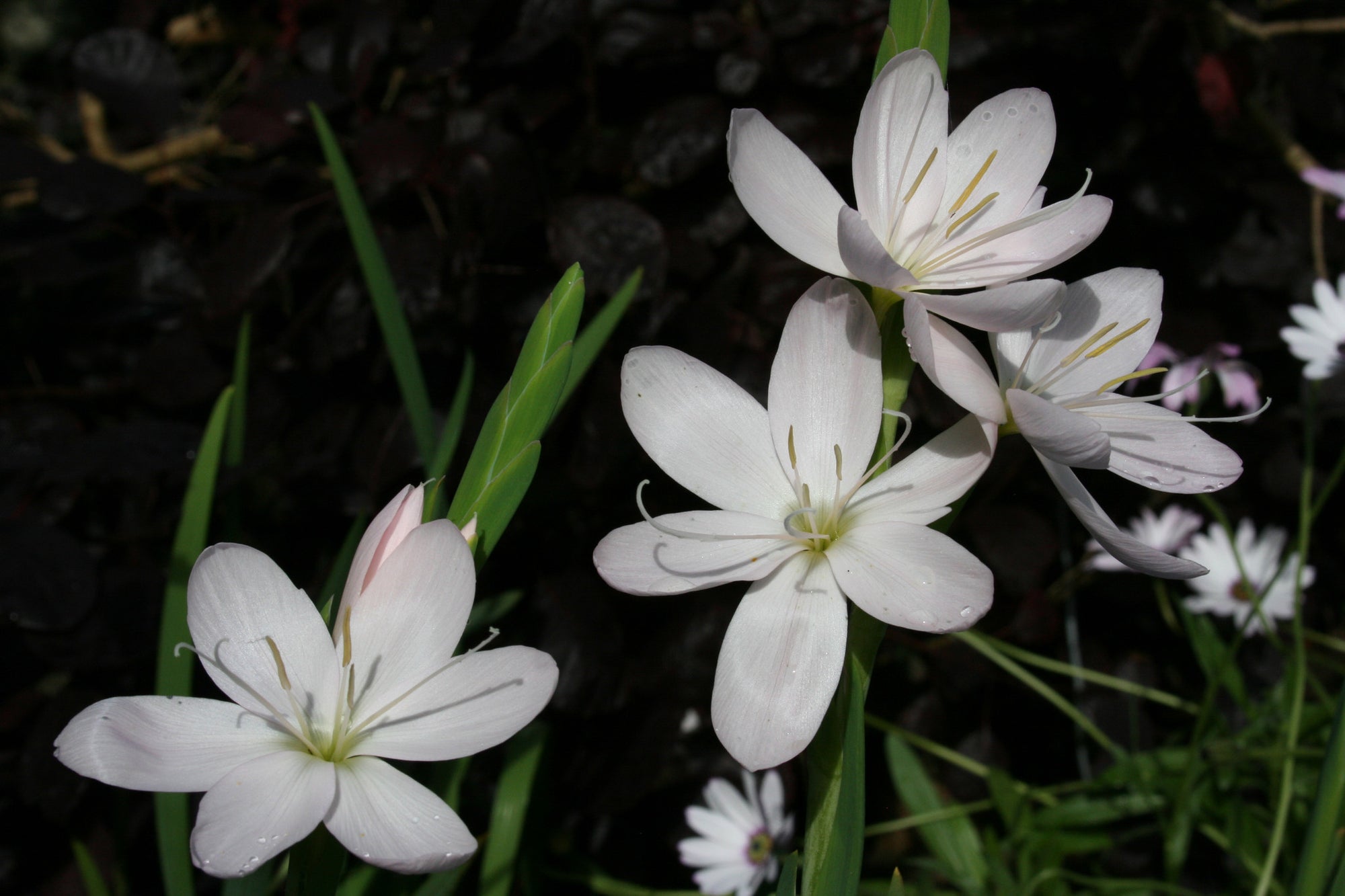 Hesperantha coccinea 'Wilfred H. Bryant' – Ballyrobert Gardens