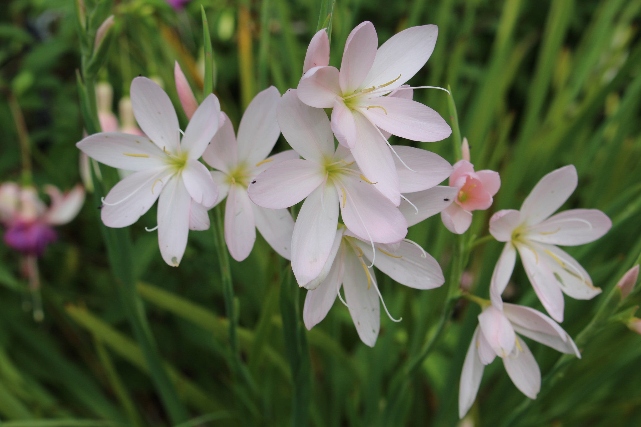 Hesperantha coccinea 'Wilfred H. Bryant' – Ballyrobert Gardens