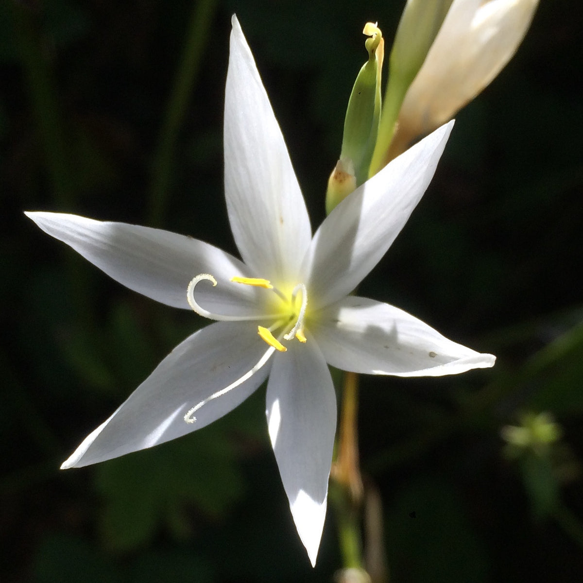 Hesperantha coccinea f. alba – Ballyrobert Gardens
