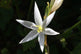 Hesperantha coccinea f. alba – Ballyrobert Gardens