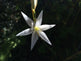 Hesperantha coccinea f. alba – Ballyrobert Gardens