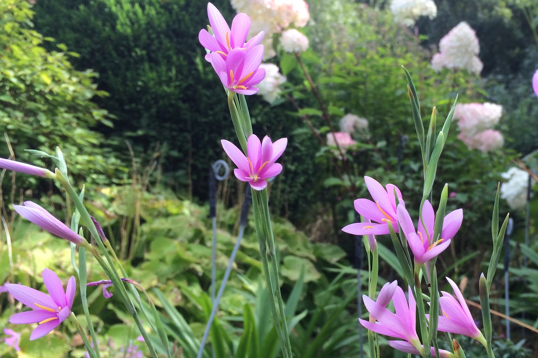 Hesperantha huttonii – Ballyrobert Gardens