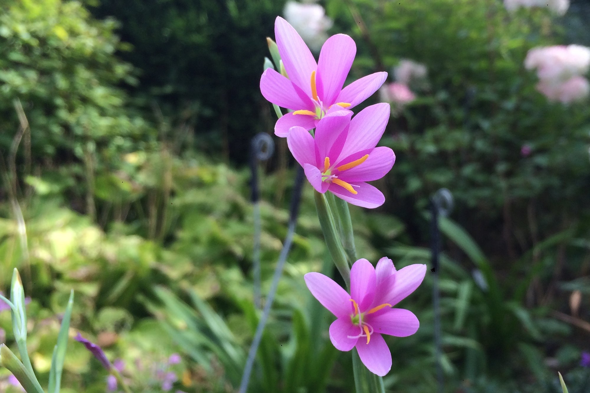Hesperantha huttonii – Ballyrobert Gardens