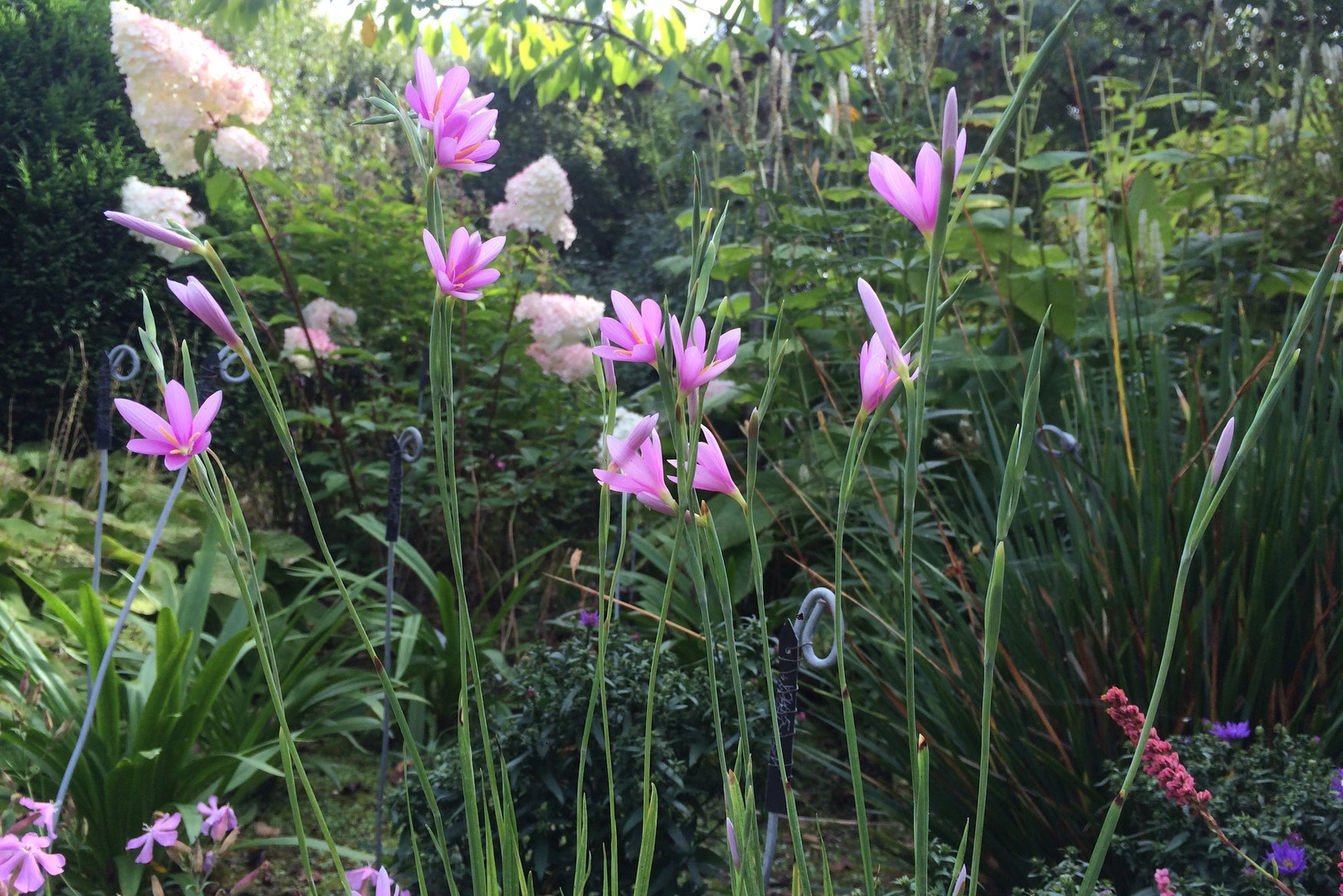 Hesperantha huttonii – Ballyrobert Gardens