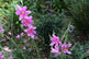 Hesperantha huttonii – Ballyrobert Gardens