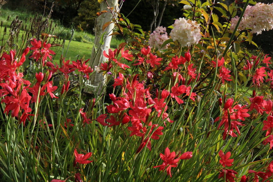 Hesperantha coccinea 'Red Dragon' – Ballyrobert Gardens