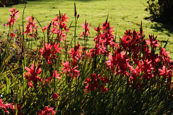 Hesperantha coccinea 'Red Dragon' – Ballyrobert Gardens