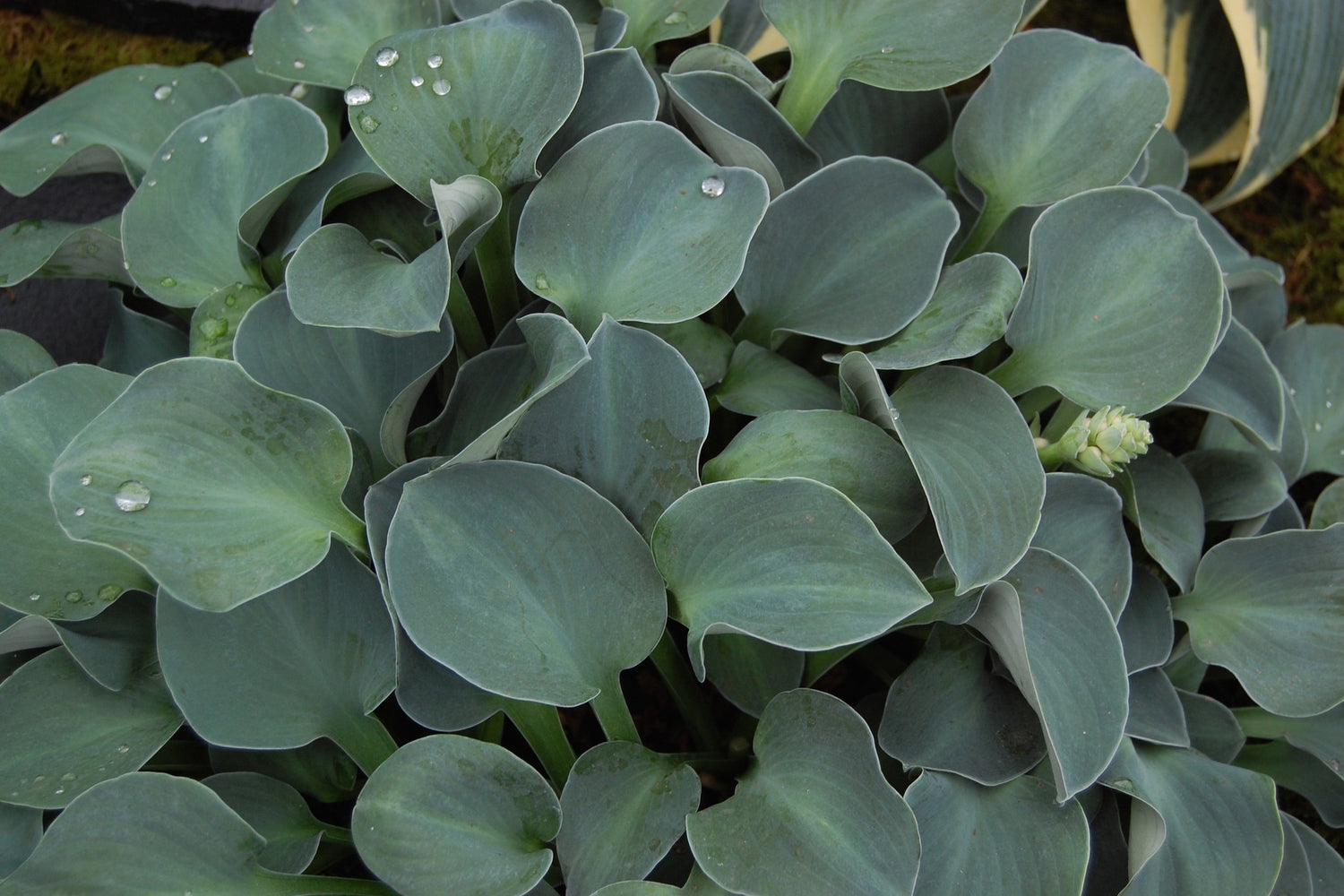 Hosta 'Blue Mouse Ears' – Ballyrobert Gardens