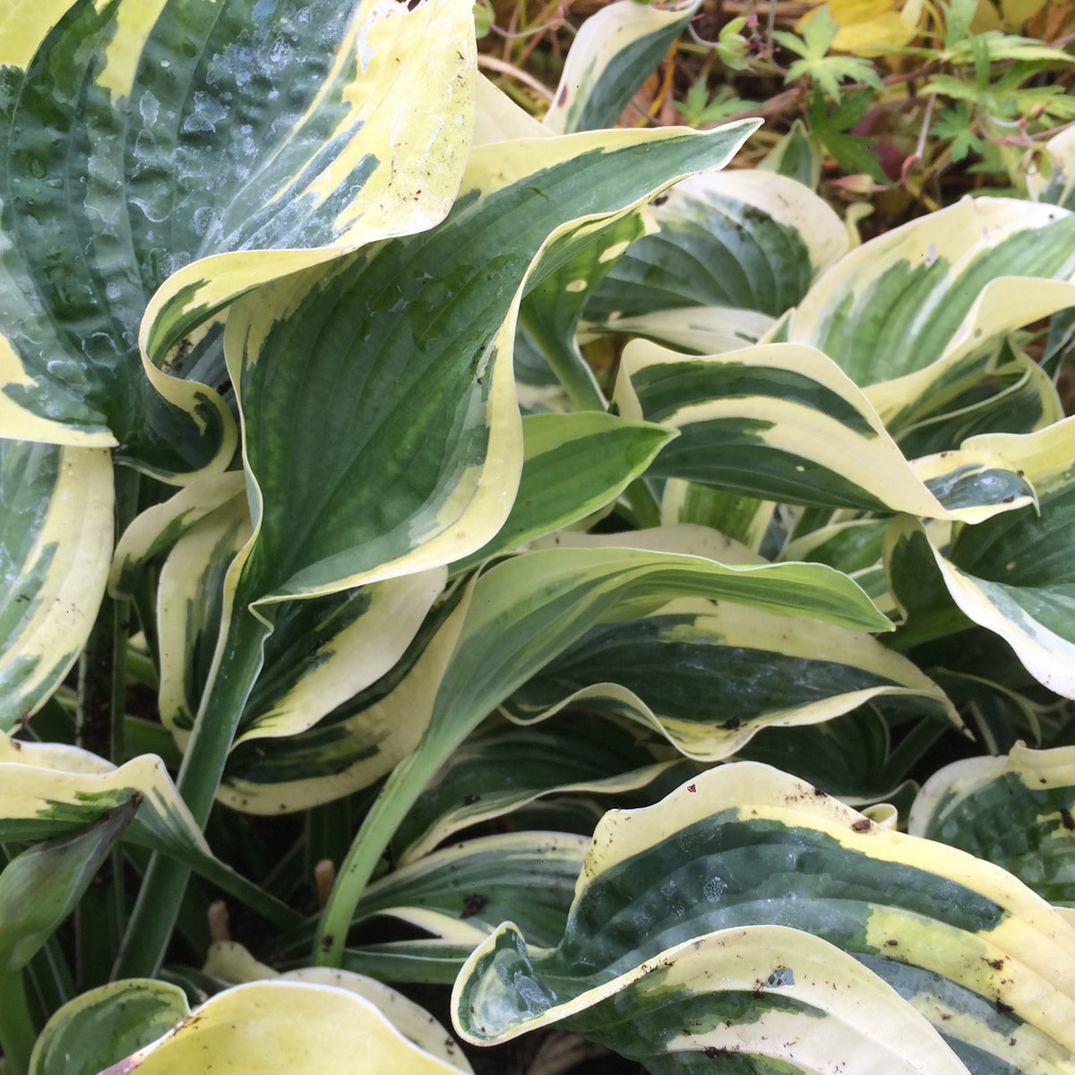 Hosta 'Brim Cup' – Ballyrobert Gardens