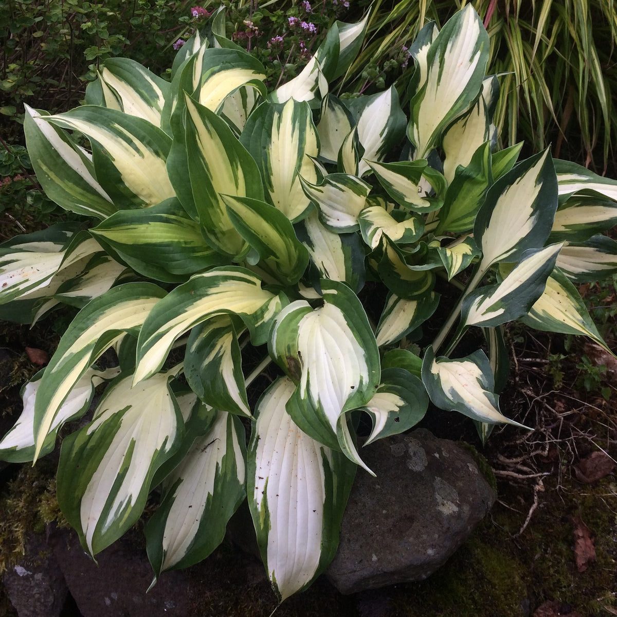 Hosta 'Christmas Candy' – Ballyrobert Gardens