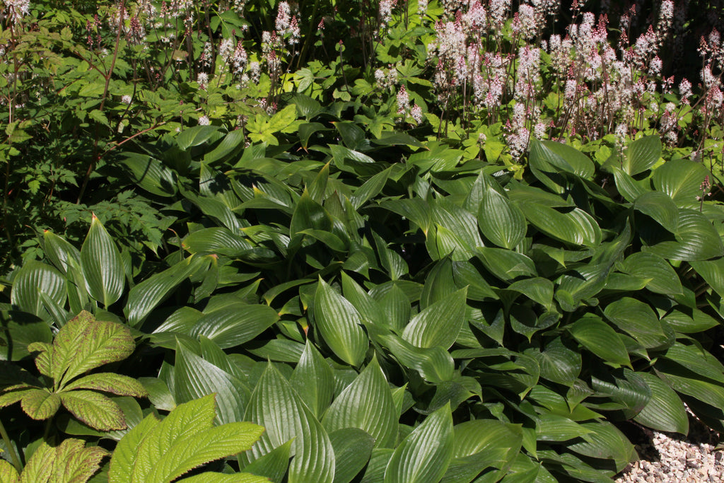Hosta 'Devon Green' – Ballyrobert Gardens