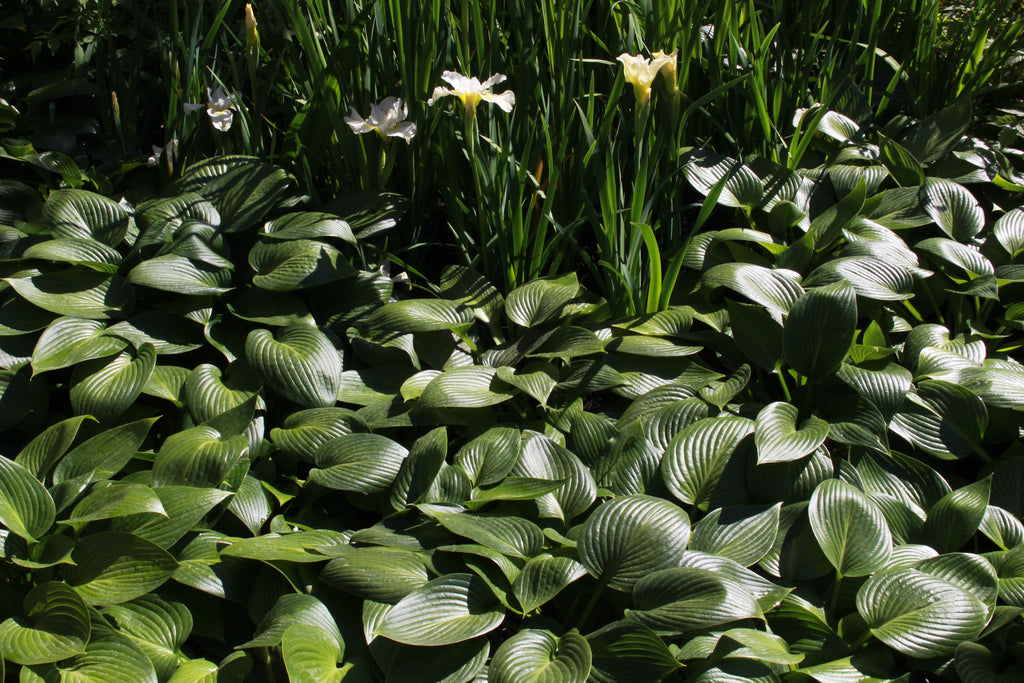 Hosta 'Devon Green' – Ballyrobert Gardens