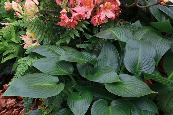 Hosta 'Devon Green' – Ballyrobert Gardens