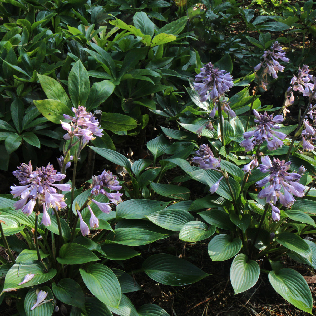 Hosta 'Devon Green' – Ballyrobert Gardens