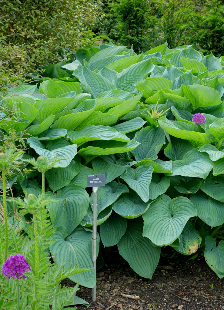 Hosta 'Empress Wu' – Ballyrobert Gardens
