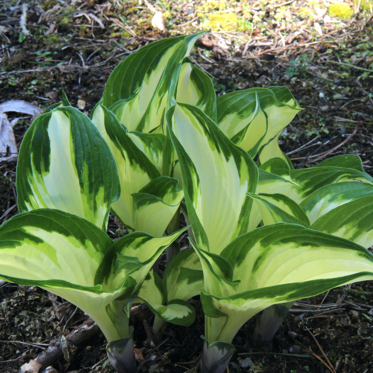 Hosta 'Fire and Ice' (v) – Ballyrobert Gardens