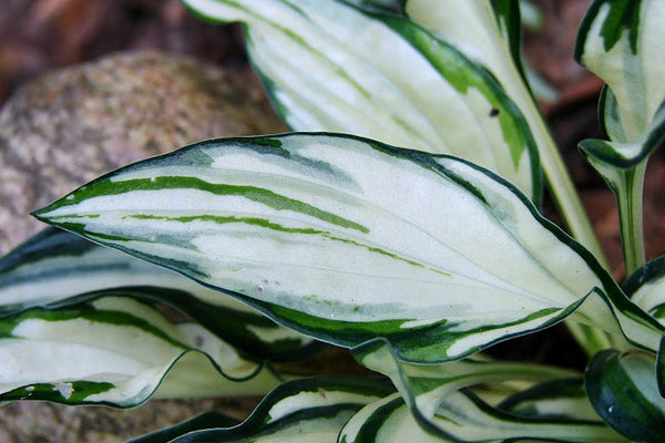 Hosta 'Fireworks' (v) – Ballyrobert Gardens