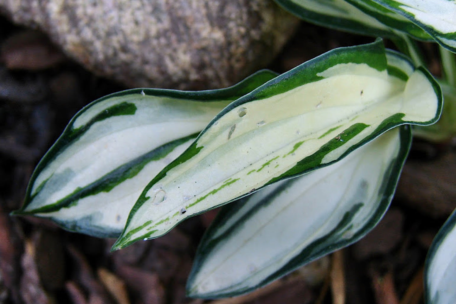 Hosta 'Fireworks' (v) – Ballyrobert Gardens