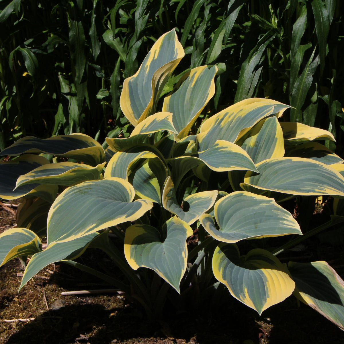 Hosta 'First Frost' (v) – Ballyrobert Gardens