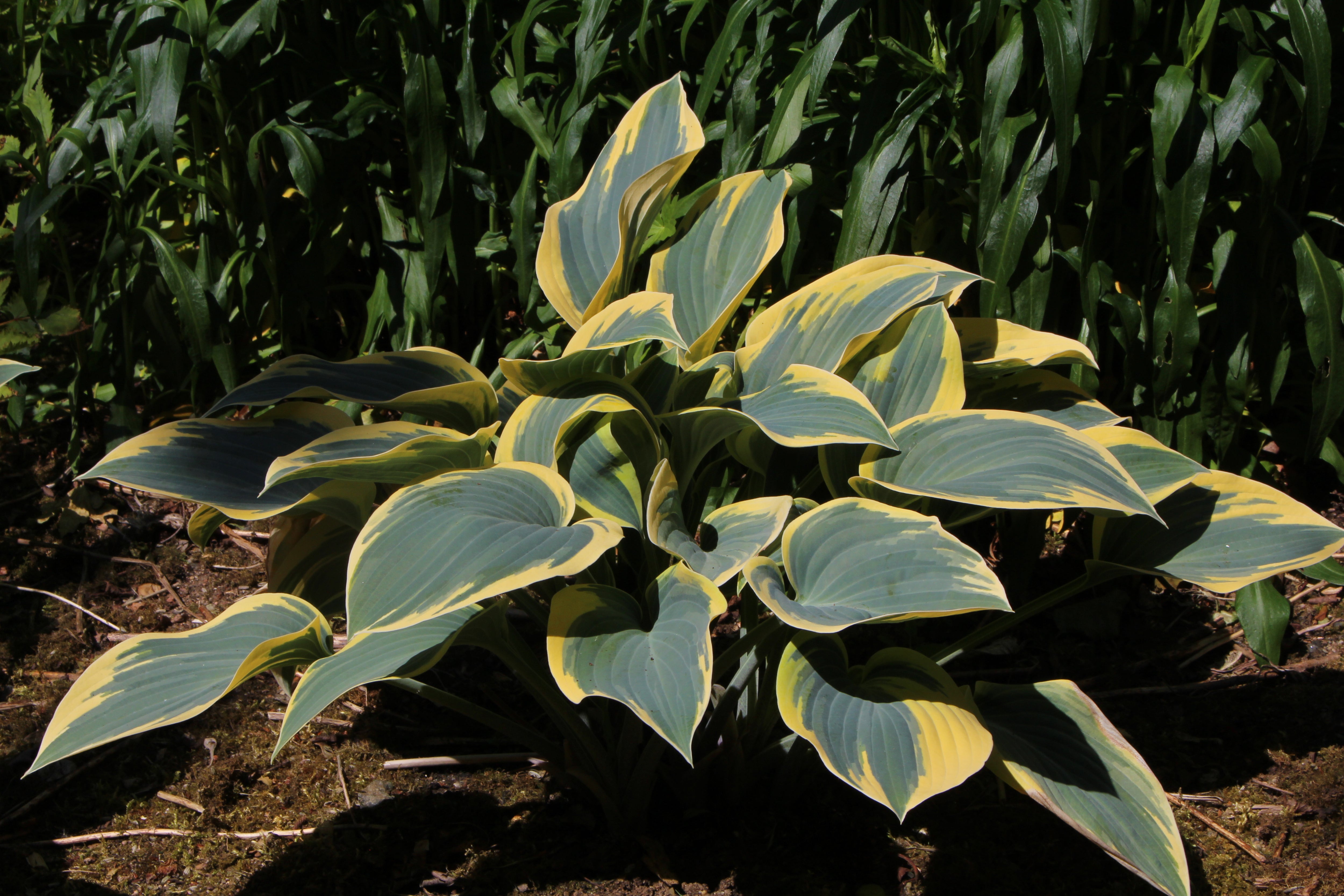 Hosta 'First Frost' (v) – Ballyrobert Gardens
