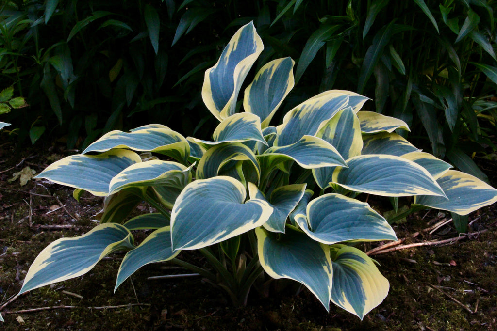Hosta 'First Frost' (v) – Ballyrobert Gardens