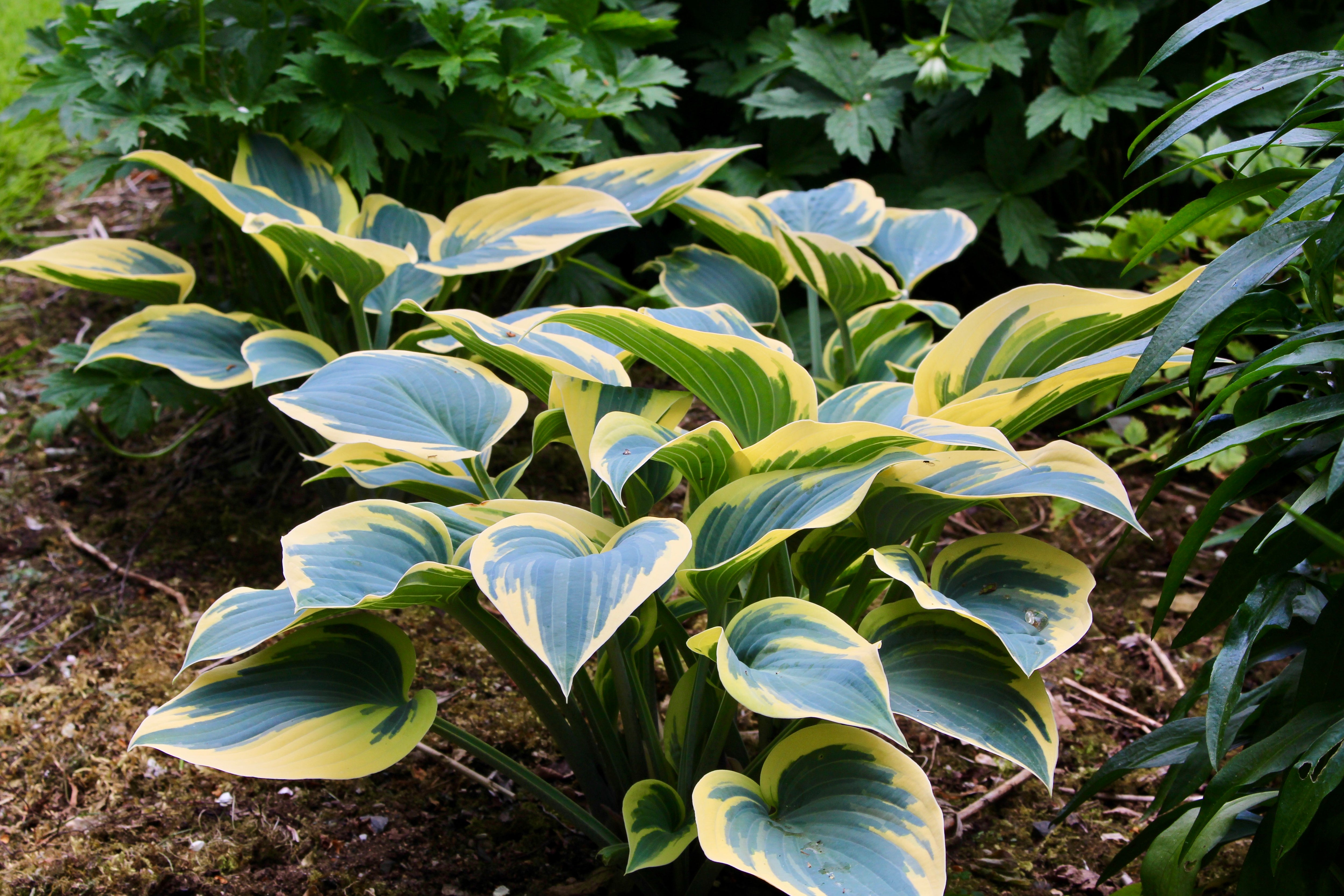 Hosta 'First Frost' (v) – Ballyrobert Gardens