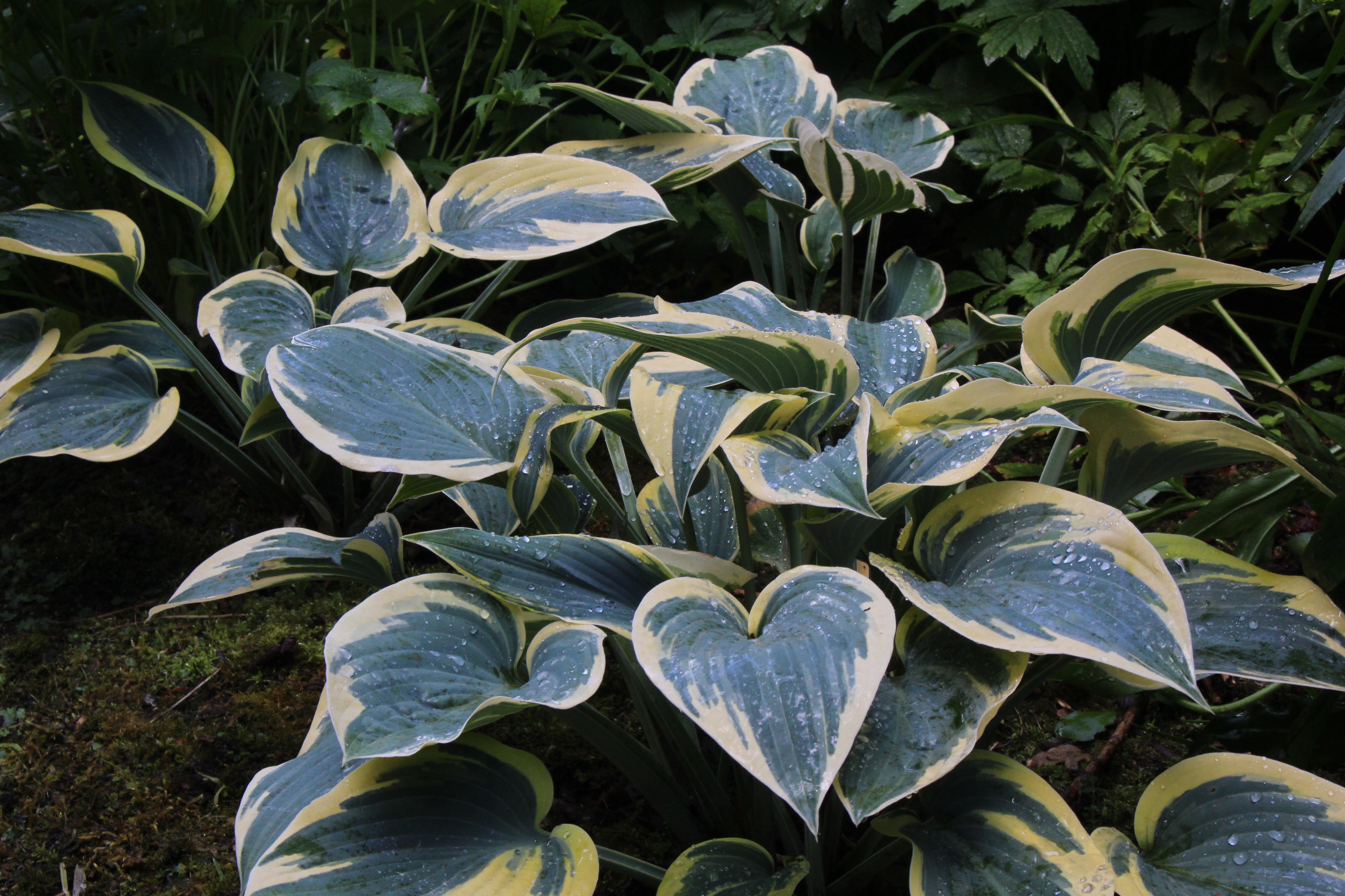 Hosta 'First Frost' (v) – Ballyrobert Gardens