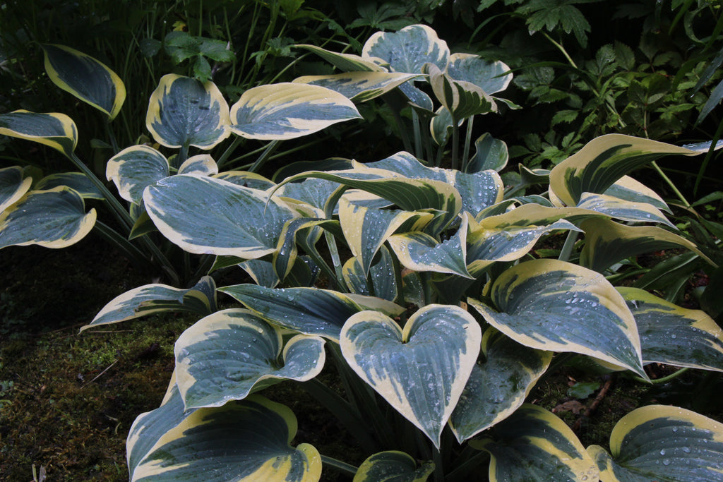 Hosta 'First Frost' (v) – Ballyrobert Gardens