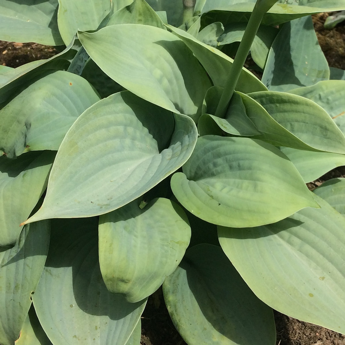 Hosta 'Fragrant Blue' – Ballyrobert Gardens