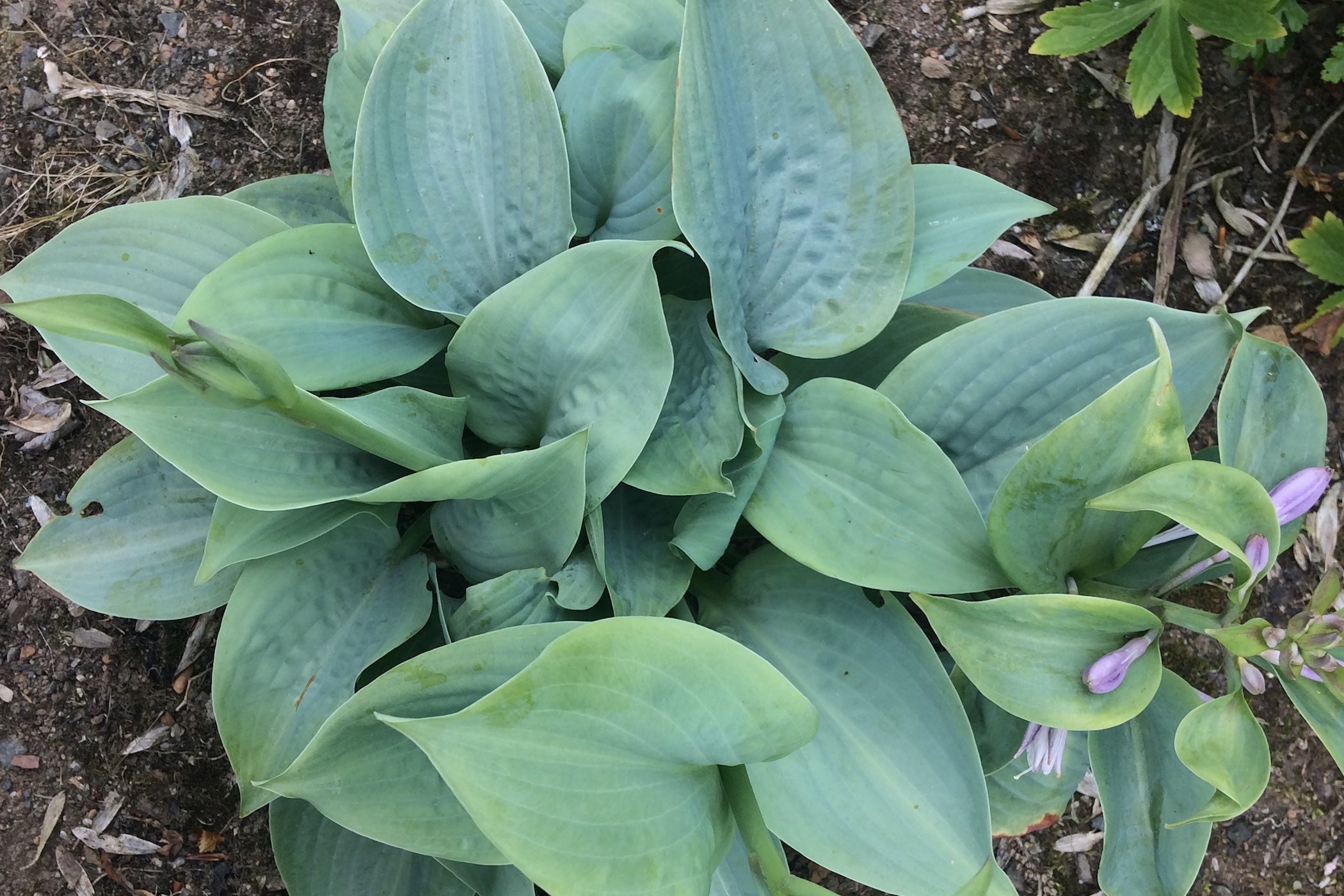 Hosta 'Fragrant Blue' – Ballyrobert Gardens