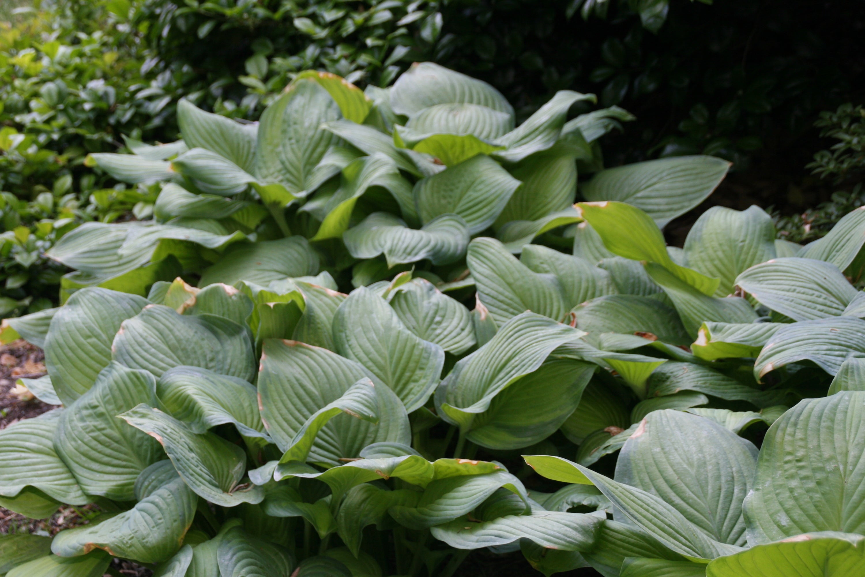 Hosta 'Guacamole' (v) – Ballyrobert Gardens