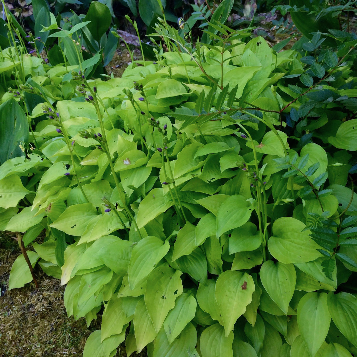 Hosta 'Hydon Sunset' – Ballyrobert Gardens